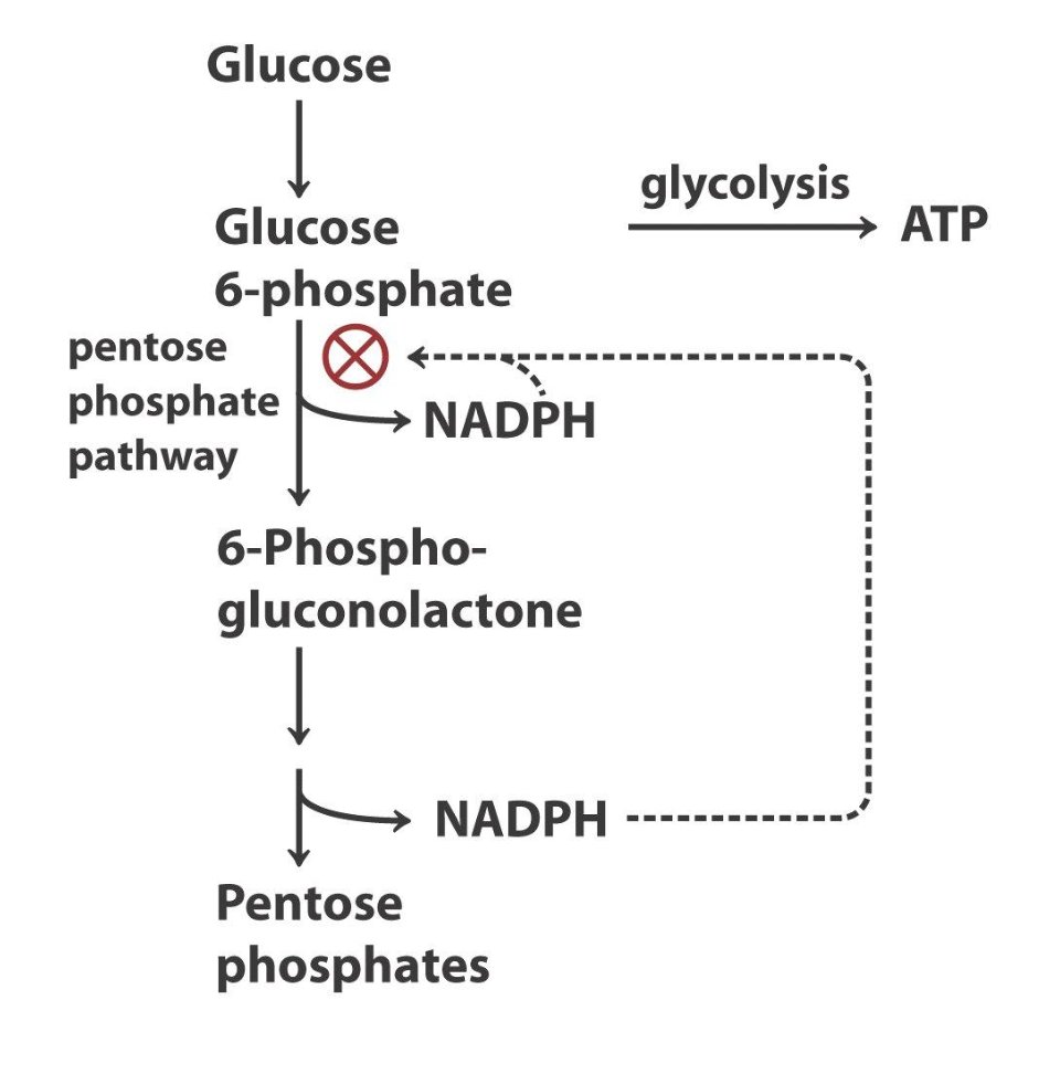 NADPH has quantum properties and is central to many functions in the ...