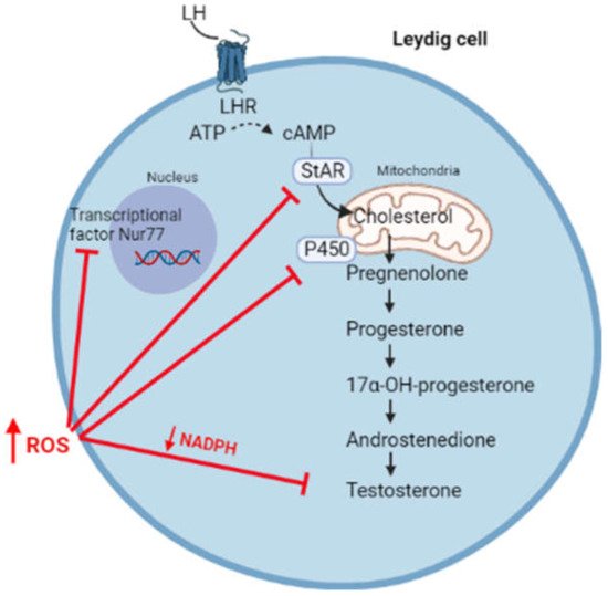 NADPH has quantum properties and is central to many functions in the ...