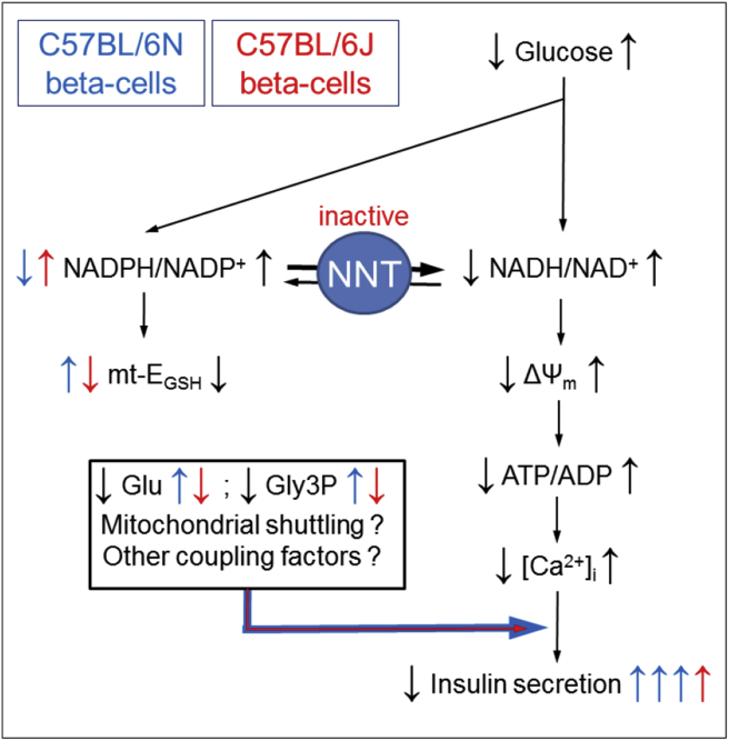 NADPH has quantum properties and is central to many functions in the ...