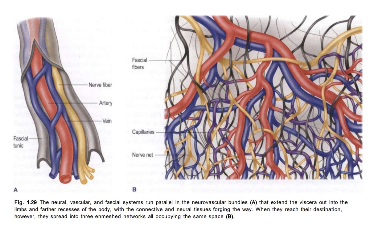 Muscles become tight when they are weak and starved of energy, such as ...