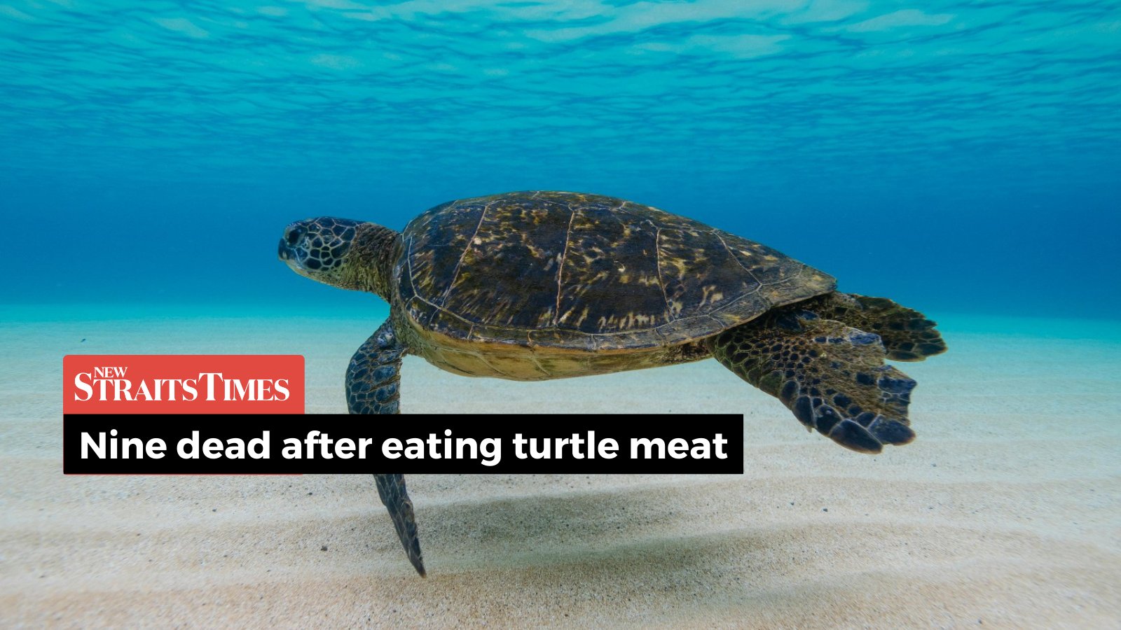 Sea Turtle Meat Turtle Meat | Stock Image Science Source Images