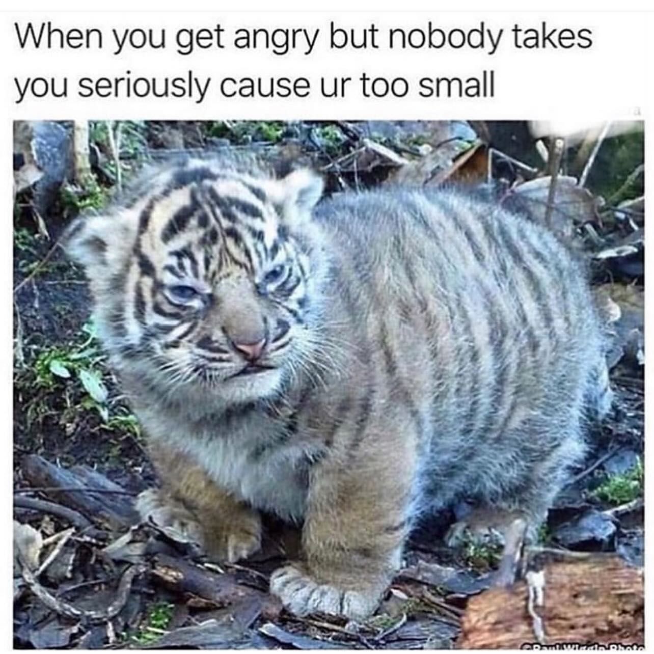 Baby Tiger Memes 23 Tiger Memes To Make You Roar All Day I Can Has