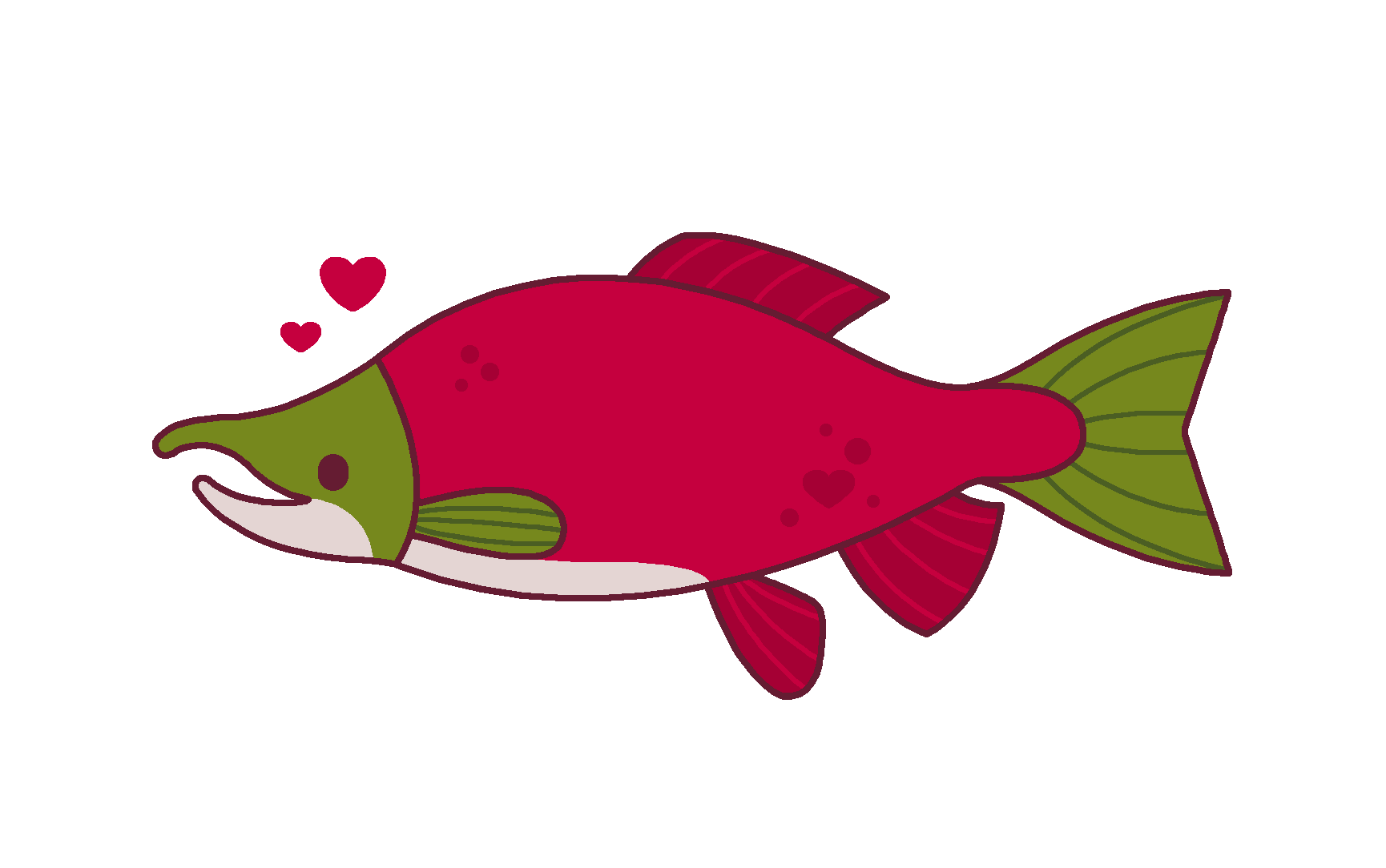 Sockeye Salmon Drawing