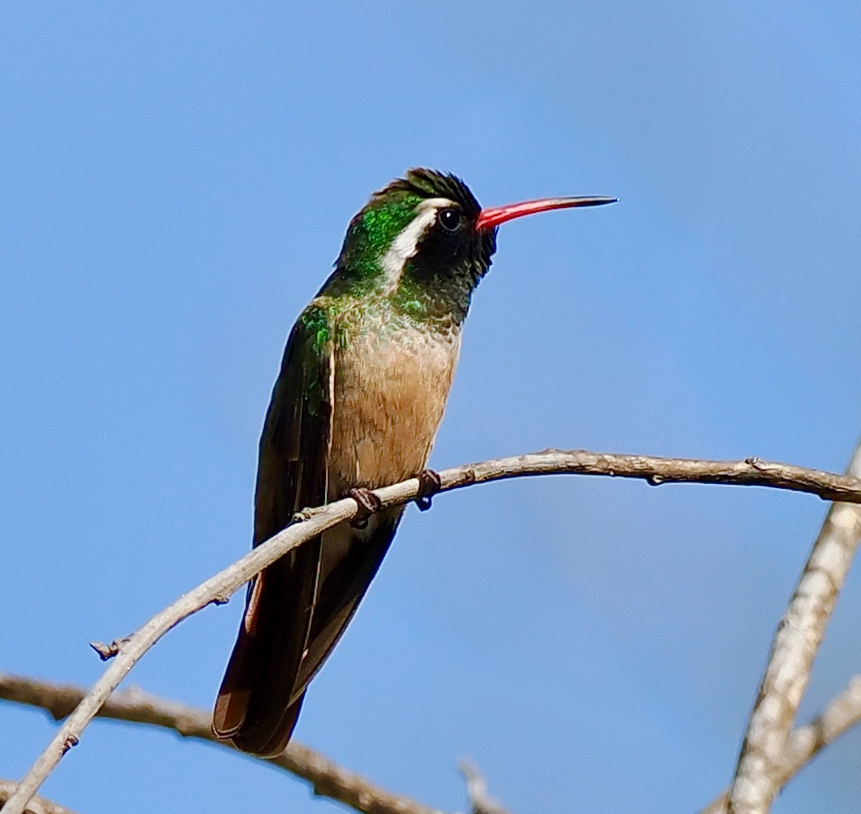 Xantus Bird Hummingbirds Of Baja | Focusing On Wildlife