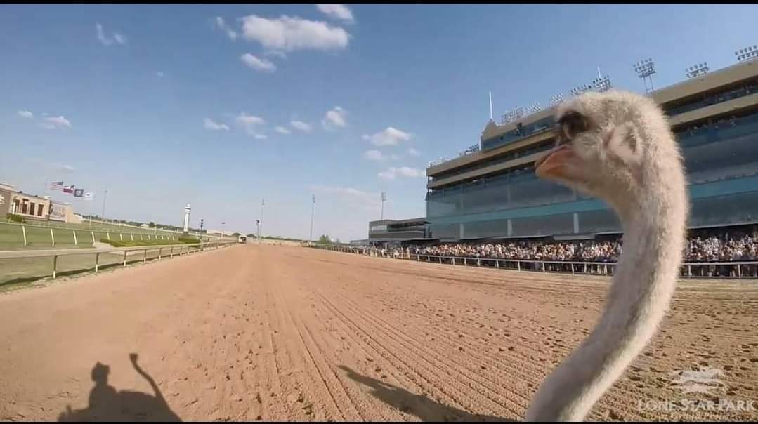 Ostrich Racing Gif Prince Of Persia: The Sands Of Time The Mighty