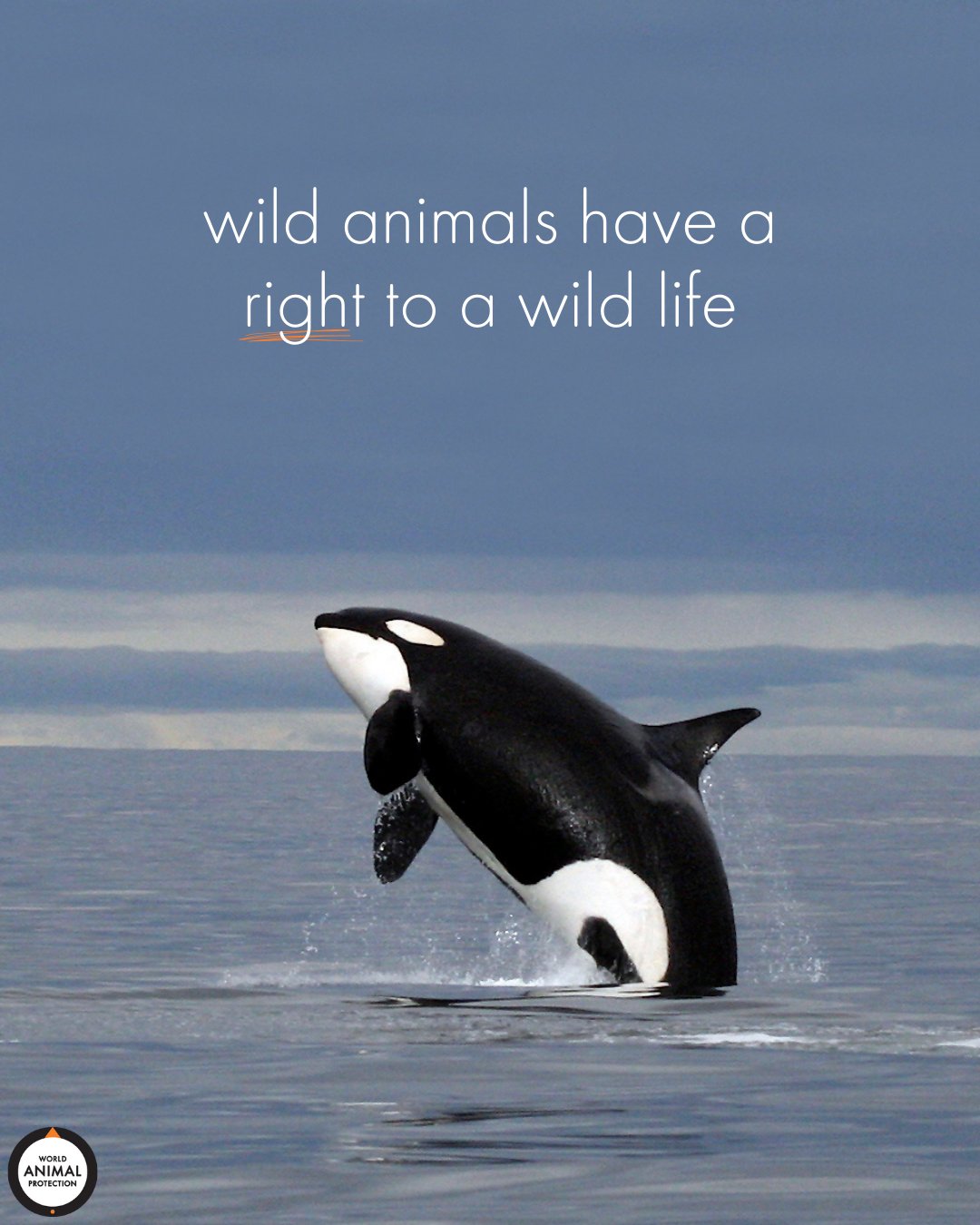 Wildlife Freedom Quotes 10 Save Wildlife Ideas | Save Wildlife,