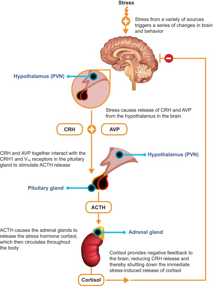 1/n SIADH is the FSGS of electrolyte disorders. Why? because it ...