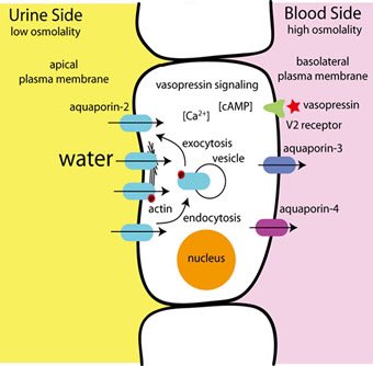 1/n SIADH is the FSGS of electrolyte disorders. Why? because it ...