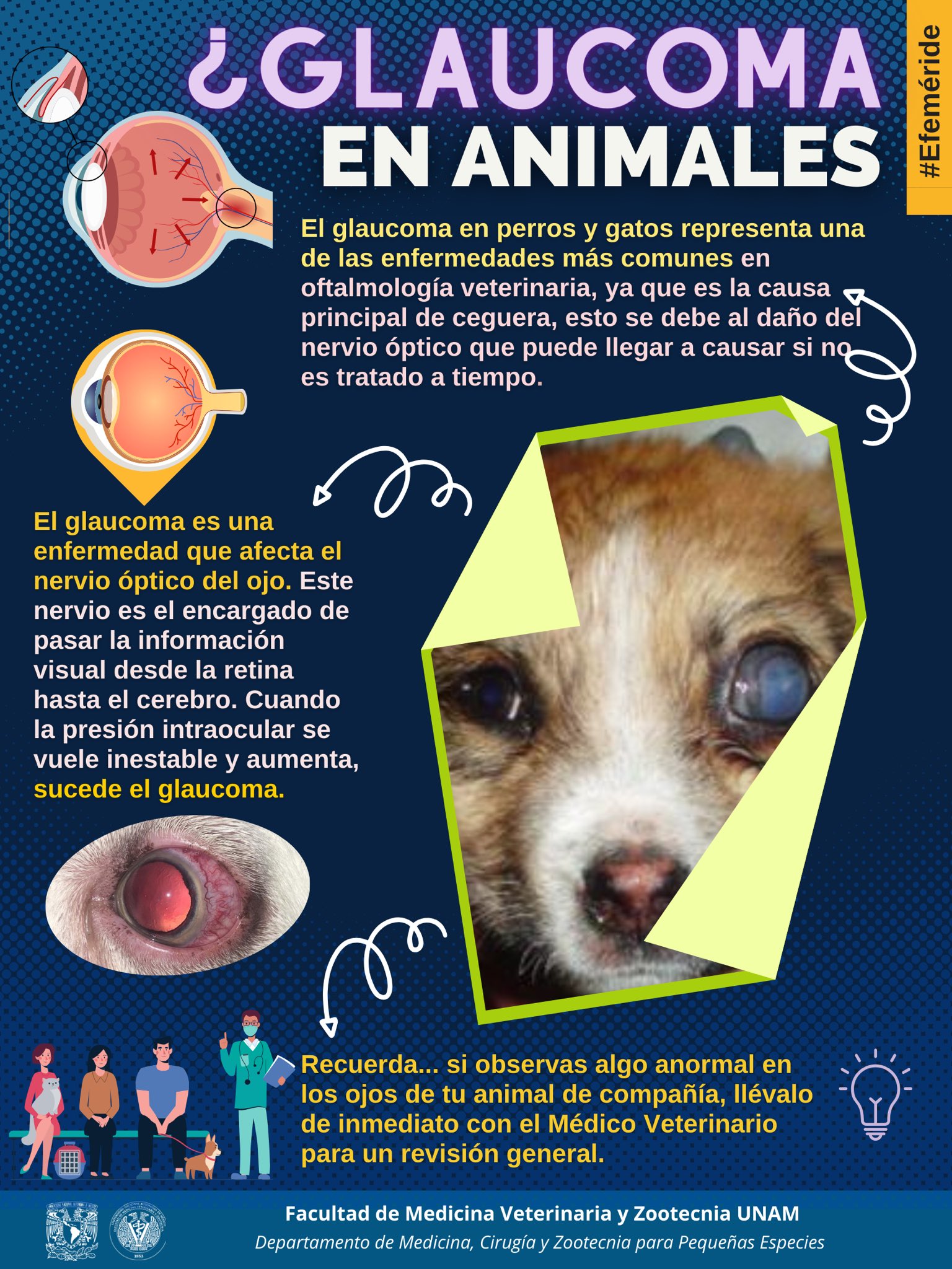 Es Un Perro Con Glaucoma En El Dolor
