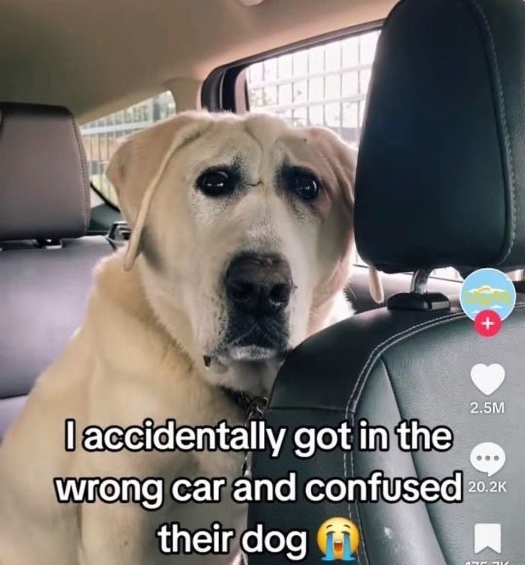 Needy Dog Meme Dog Needy GIFs Find & Share On GIPHY