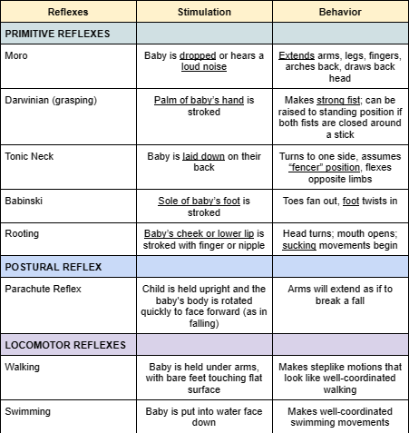Neonatal Reflexes List Newborn Baby And Infant Reflexes | Pampers