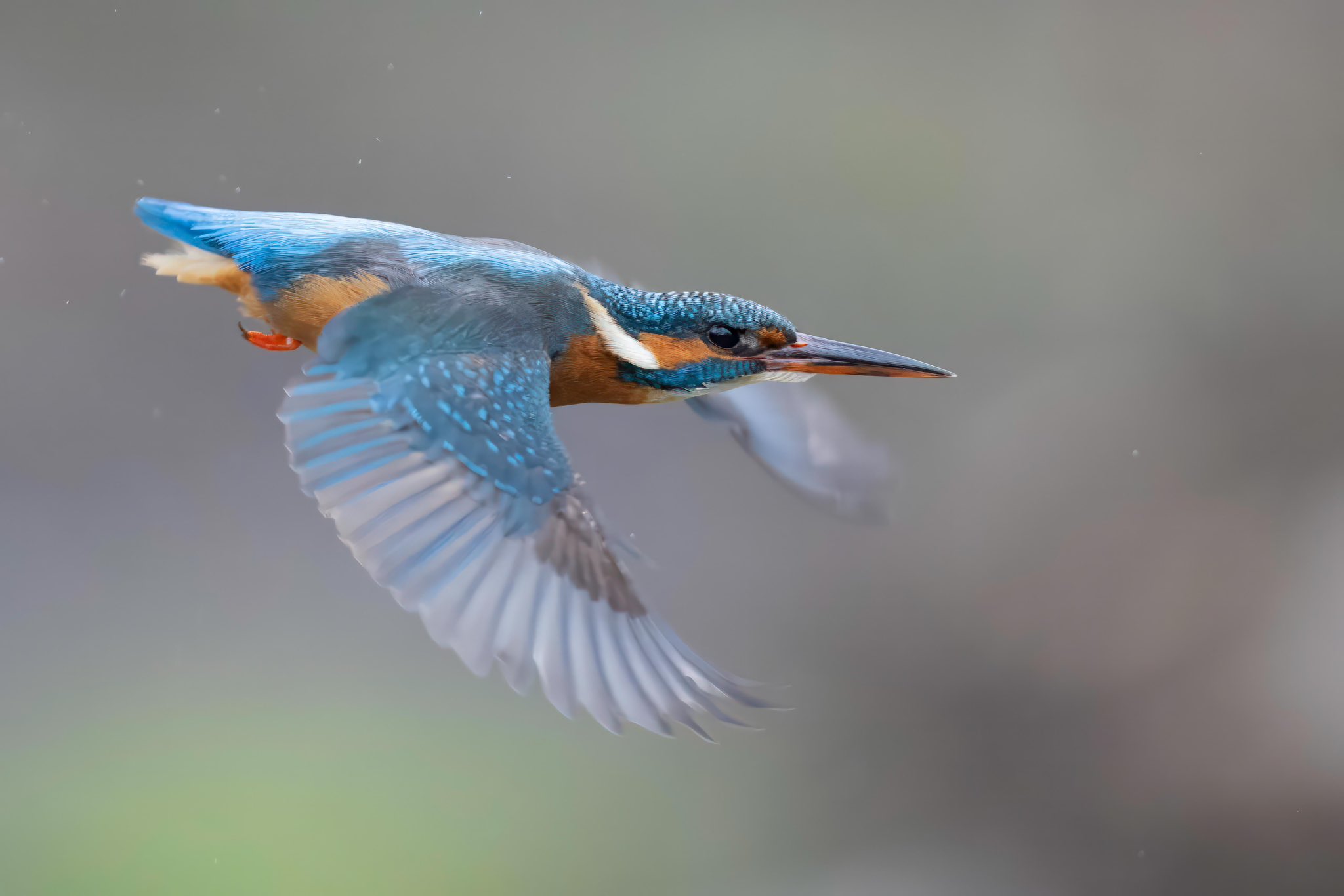 Kingfisher In Flight Engineers Identify Key To Albatross' Marathon