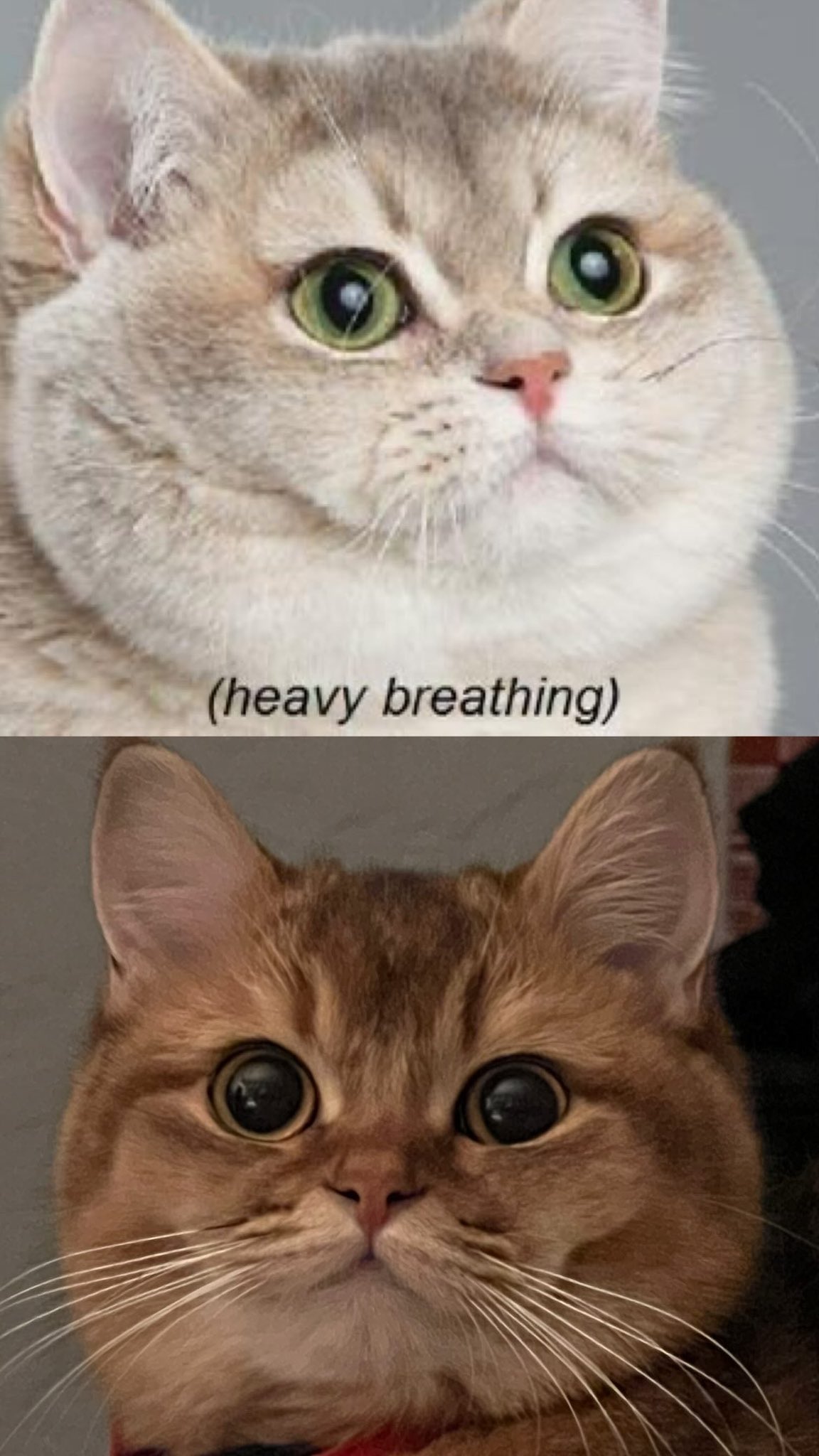 Heavy Breath Cat Memes