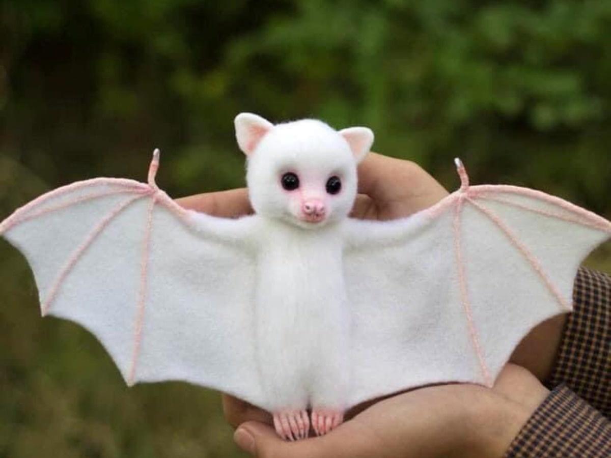 Honduran White Bat Baby