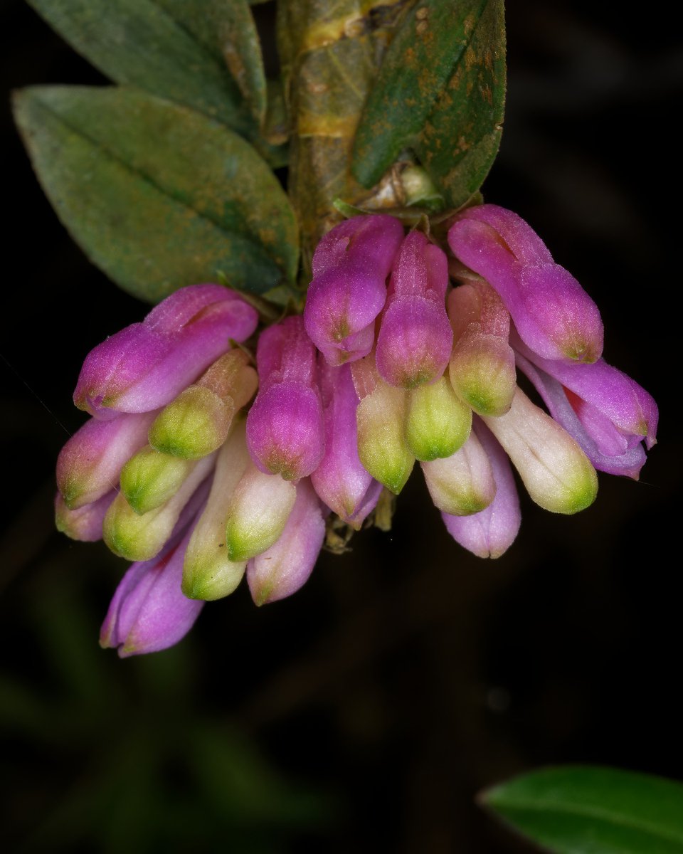 This is an orchid that I've misidentified in the past but, with the ...