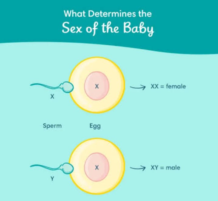 HOW TO SELECT YOUR BABY'S SEX. Sperm cells are either X or Y. The Egg ...