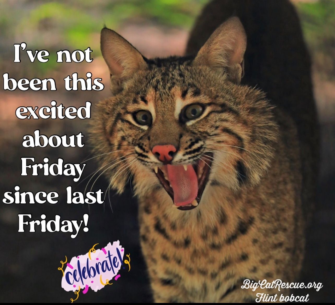 Happy Friday Cat Quotes 90+ Free Good Morning With Cat Images For Girl