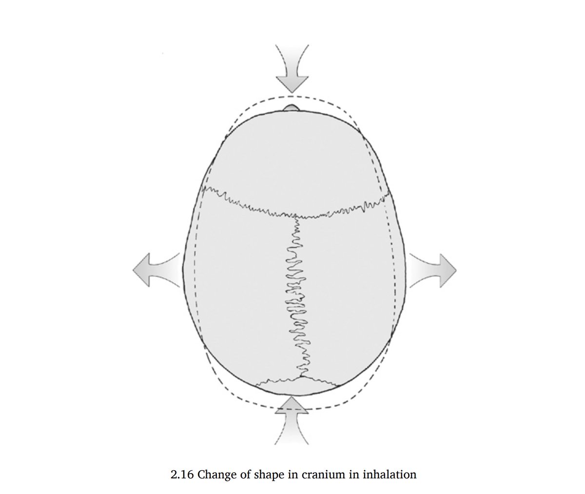 A wide face/skull is universally seen as more attractive than a tall ...