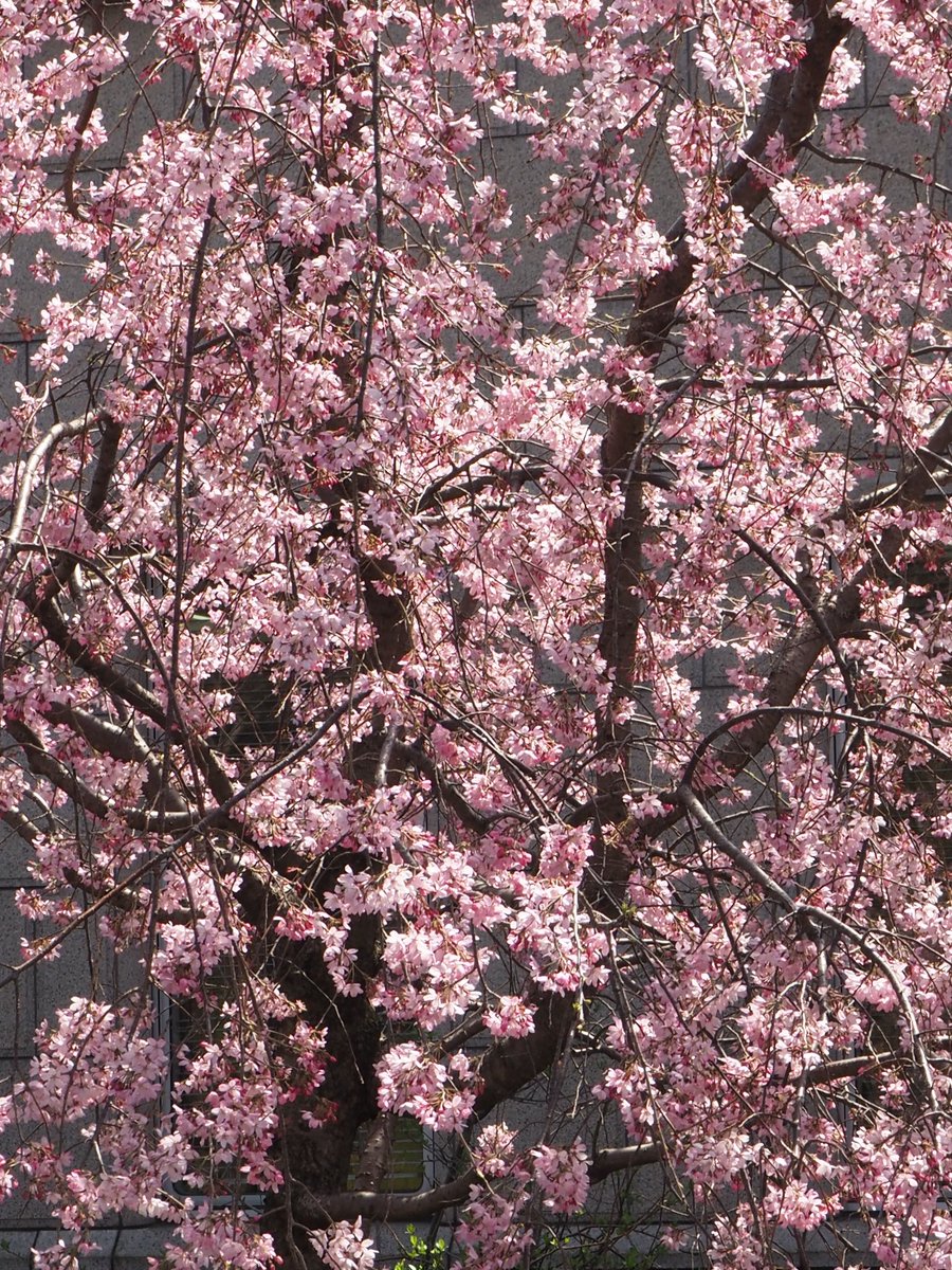 物書猫家(@neko_house) - Twilog (ツイログ)