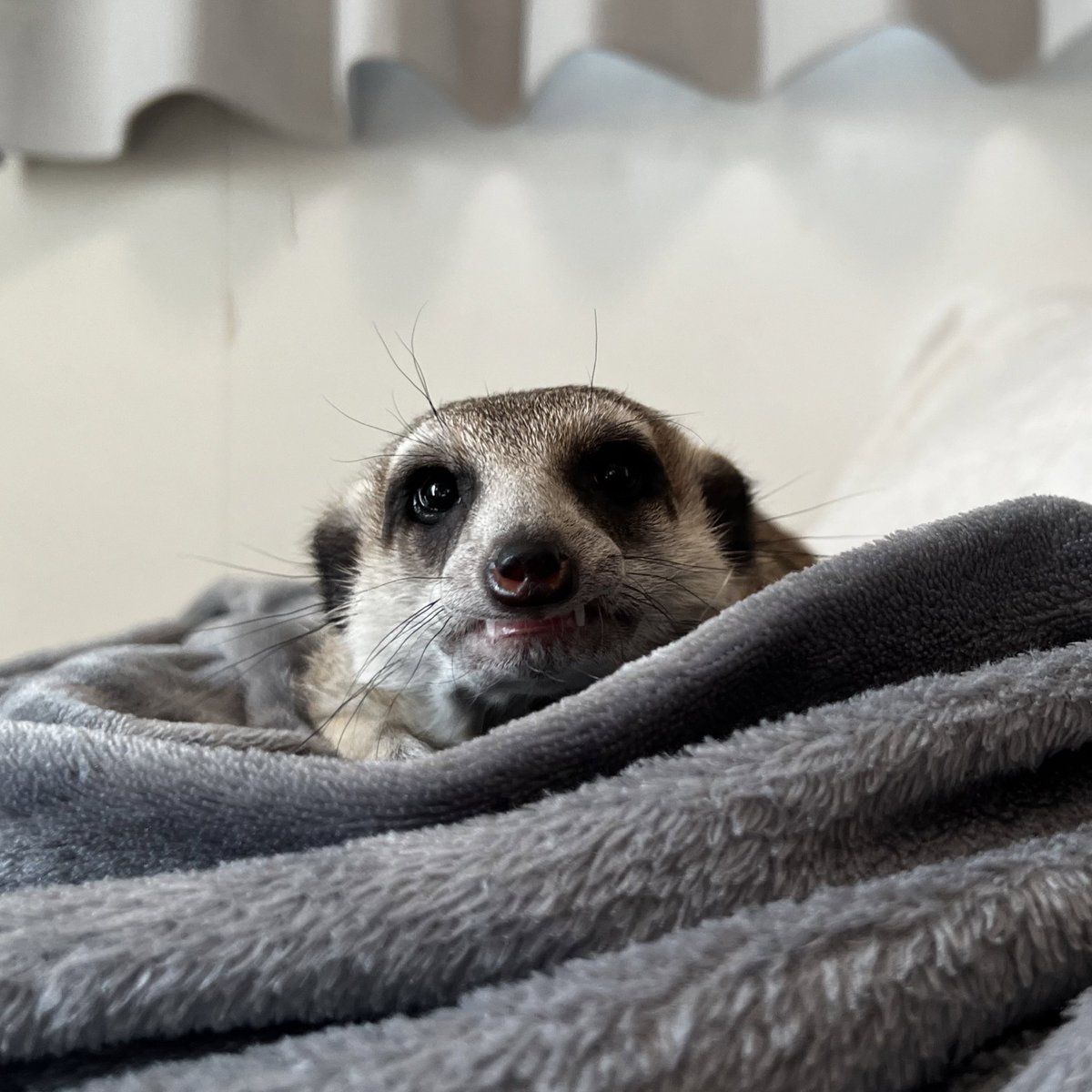 RaMu(らむ)のSNS(ブログ / X) | WEBザテレビジョン(7325)