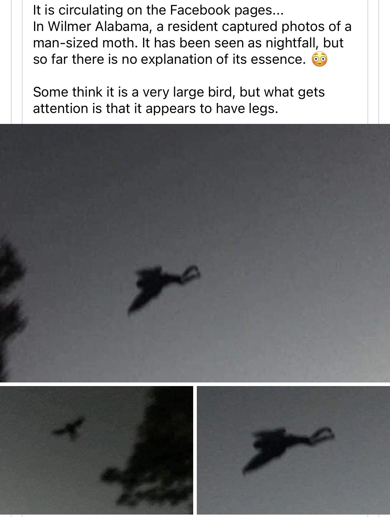 Real Mothman Sightings Sputnik On X: "🚨 VICTIMS OF THE DEADLY