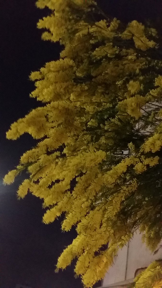 Yumiko ASAKURA(@Yu_mi_ko_888) - Twilog (ツイログ)