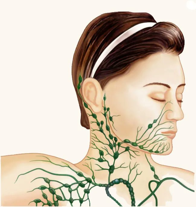 The lymphatic system. Optimize and drain it to feel better and look ...