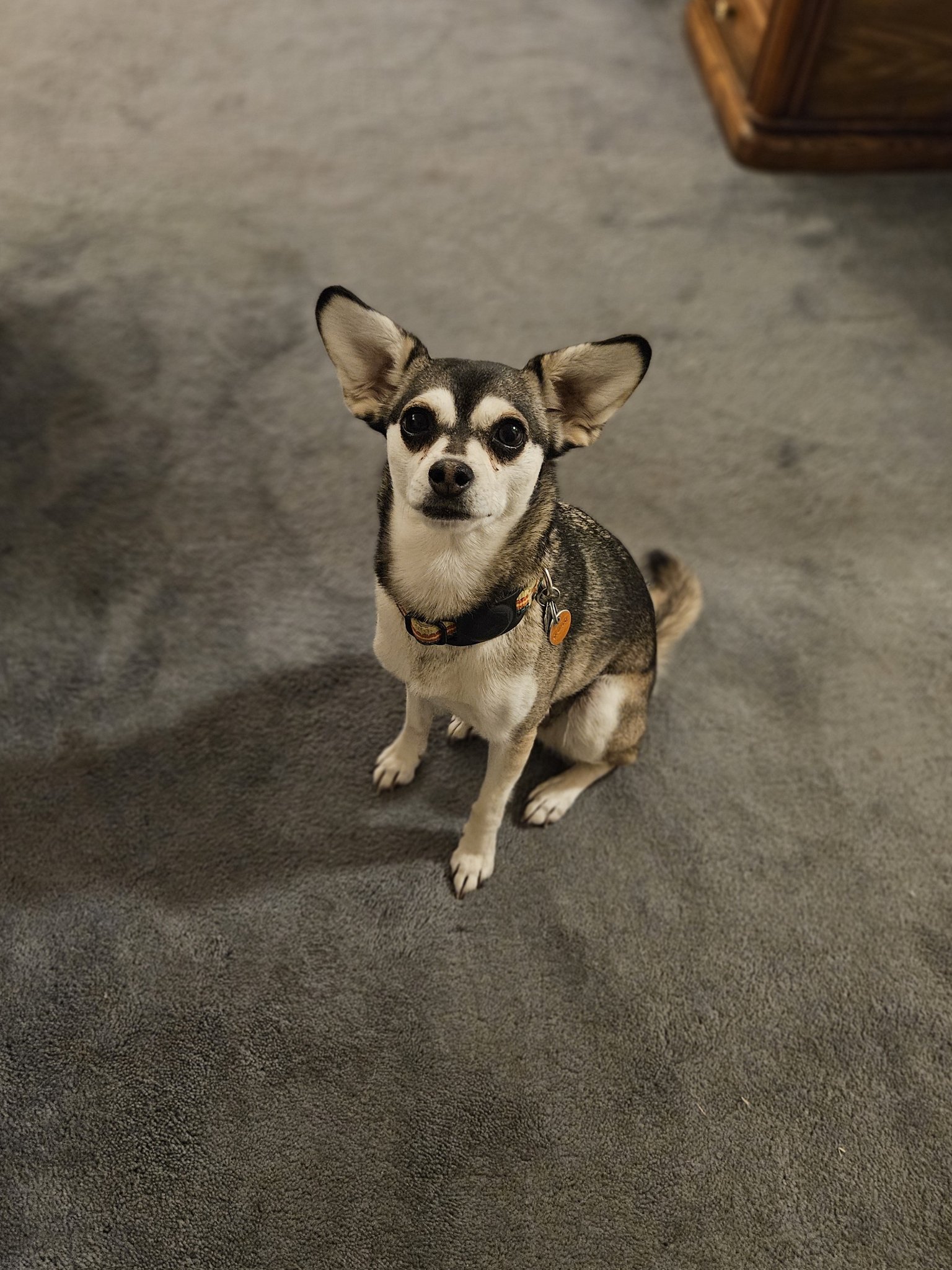 Chiwawa Husky Mix The Siberian Husky Breed – Good And Bad