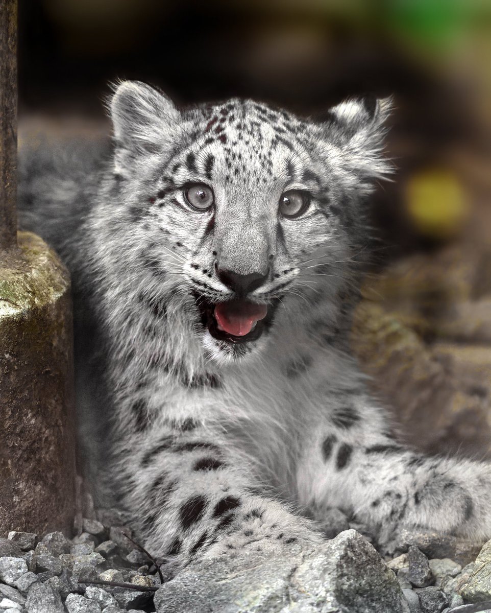 虎司（とらじ）🐯既刊BOOTH通販中(@toraneko_sohji) - Twilog (ツイログ)