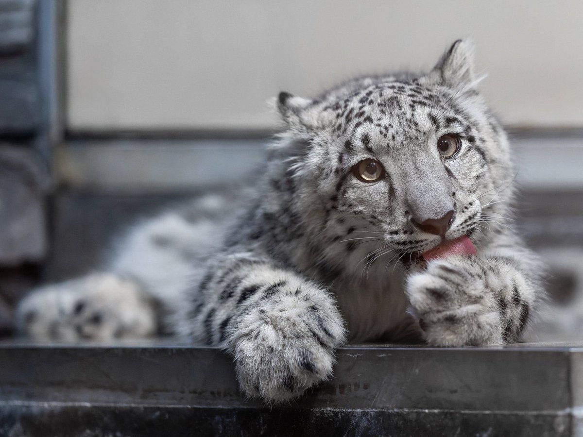 虎司（とらじ）🐯既刊BOOTH通販中(@toraneko_sohji) - Twilog (ツイログ)