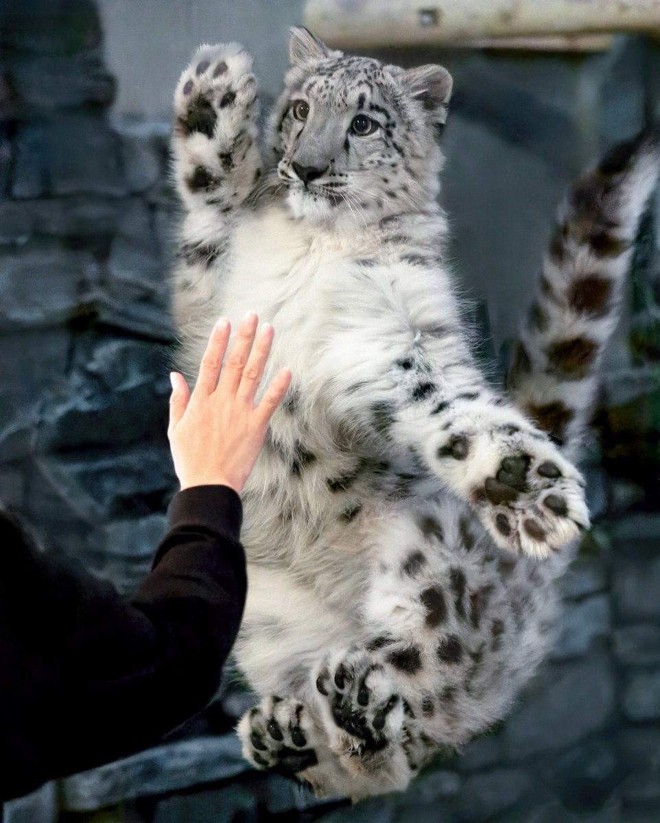 虎司（とらじ）🐯既刊BOOTH通販中(@toraneko_sohji) - Twilog (ツイログ)