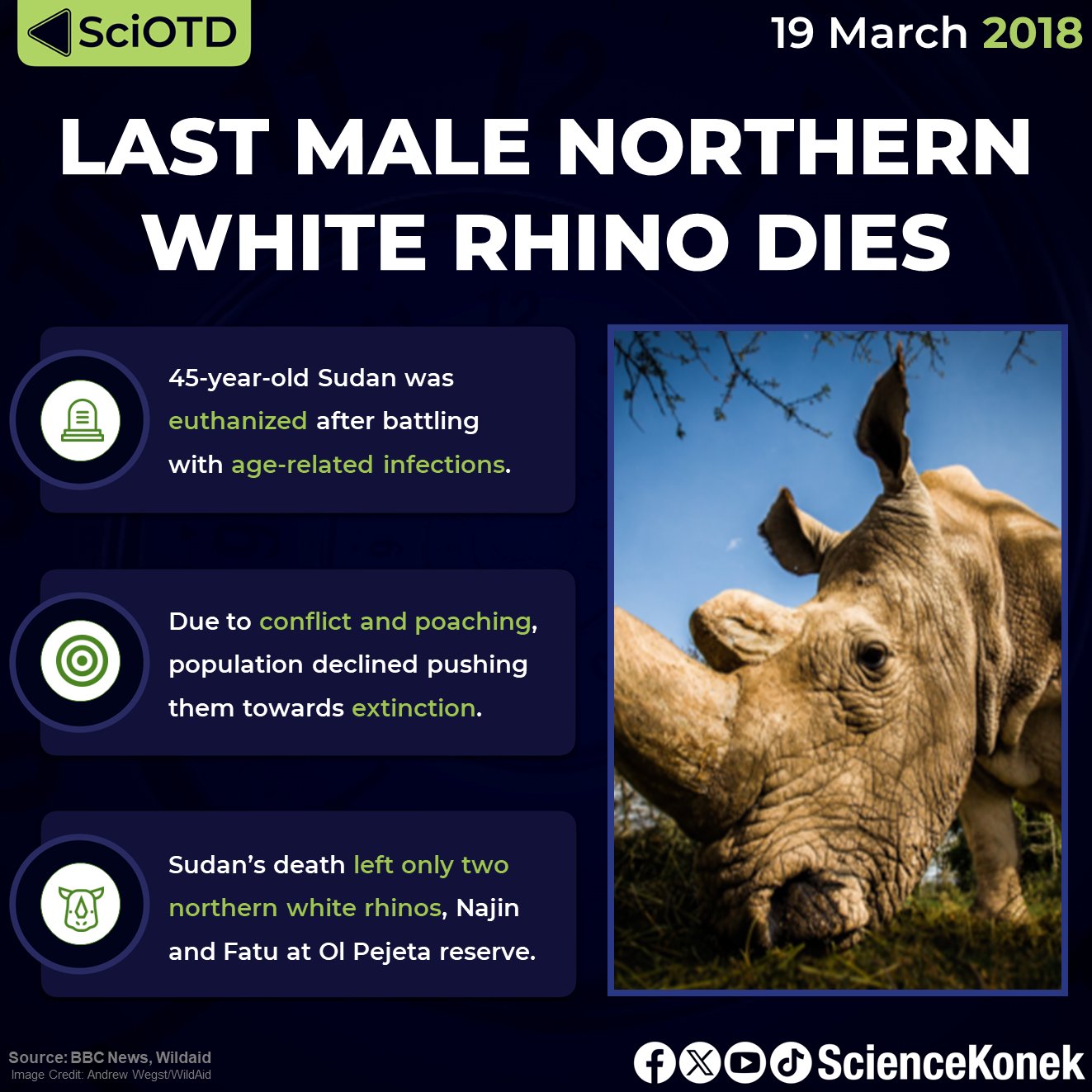 White Rhinoceros Dead Northern White Rhino's Death At San Diego Zoo