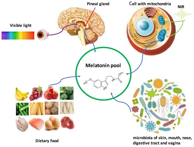 Melatonin isn’t just a hormone of darkness It’s also a hormone of ...