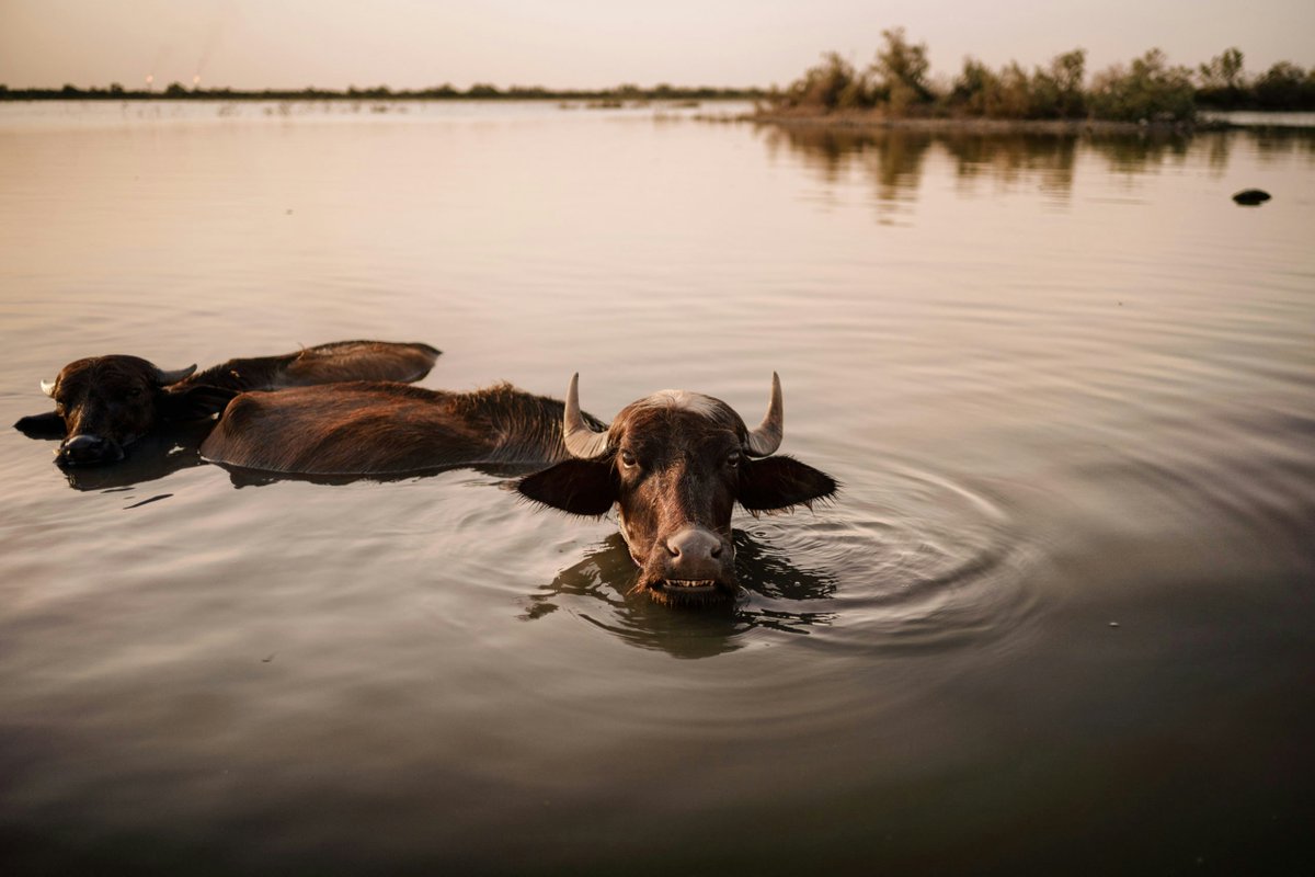 The culture of Marsh Arabs is very interesting. These are people of ...