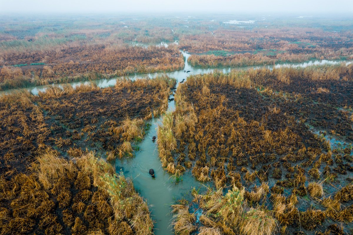 The culture of Marsh Arabs is very interesting. These are people of ...