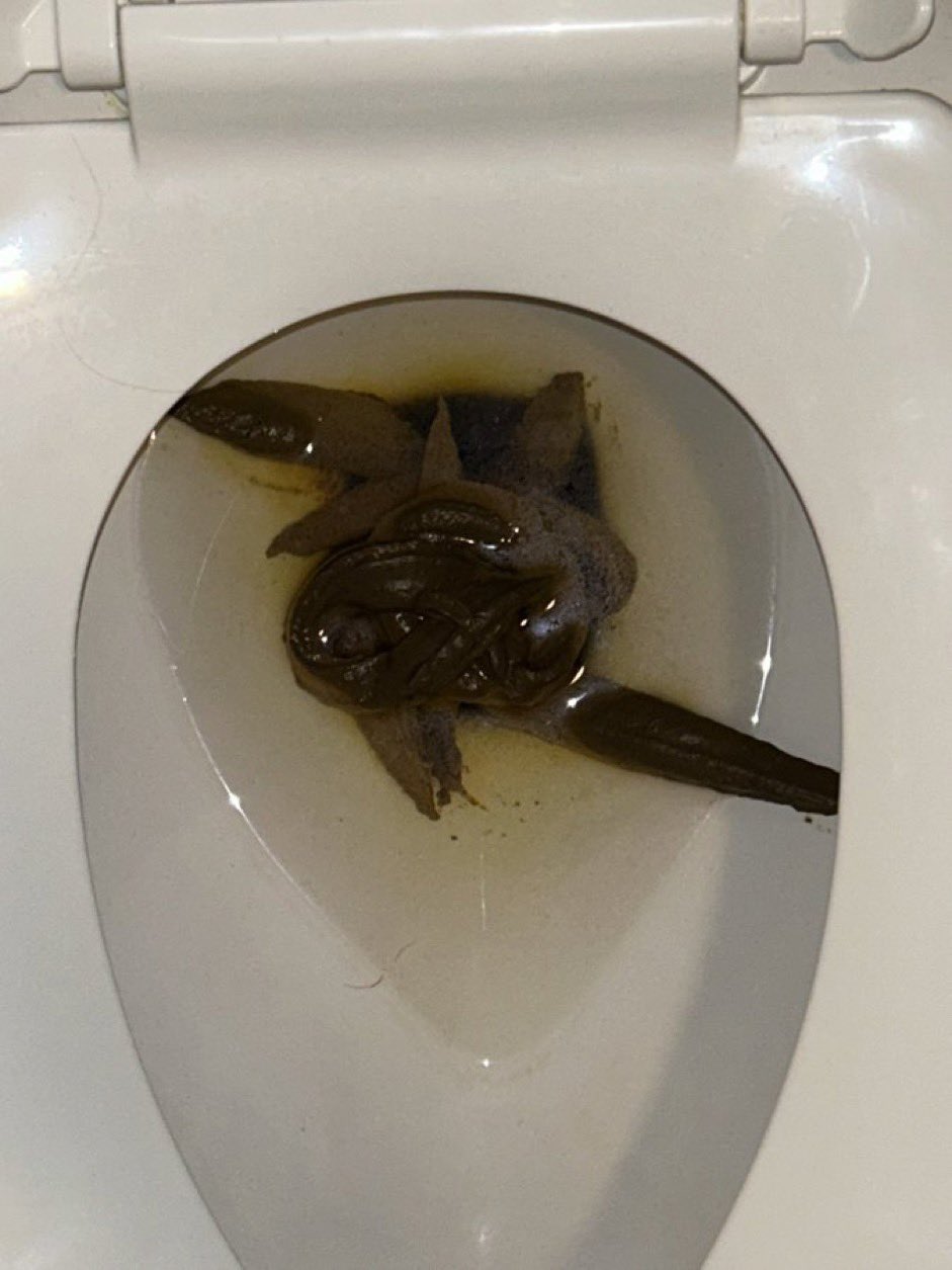 Fattest Shit Ever Fat Shit Song And Lyrics By WhoppoWooley,