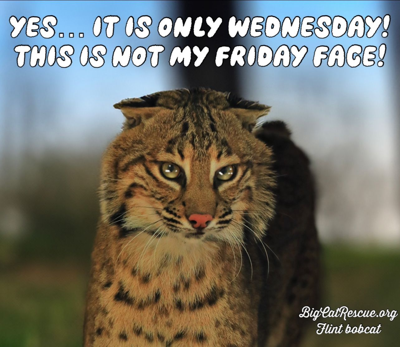 Bobcat Memes Cat Griz Meme Hall Of Fame Page 14 The Bobcat Nation