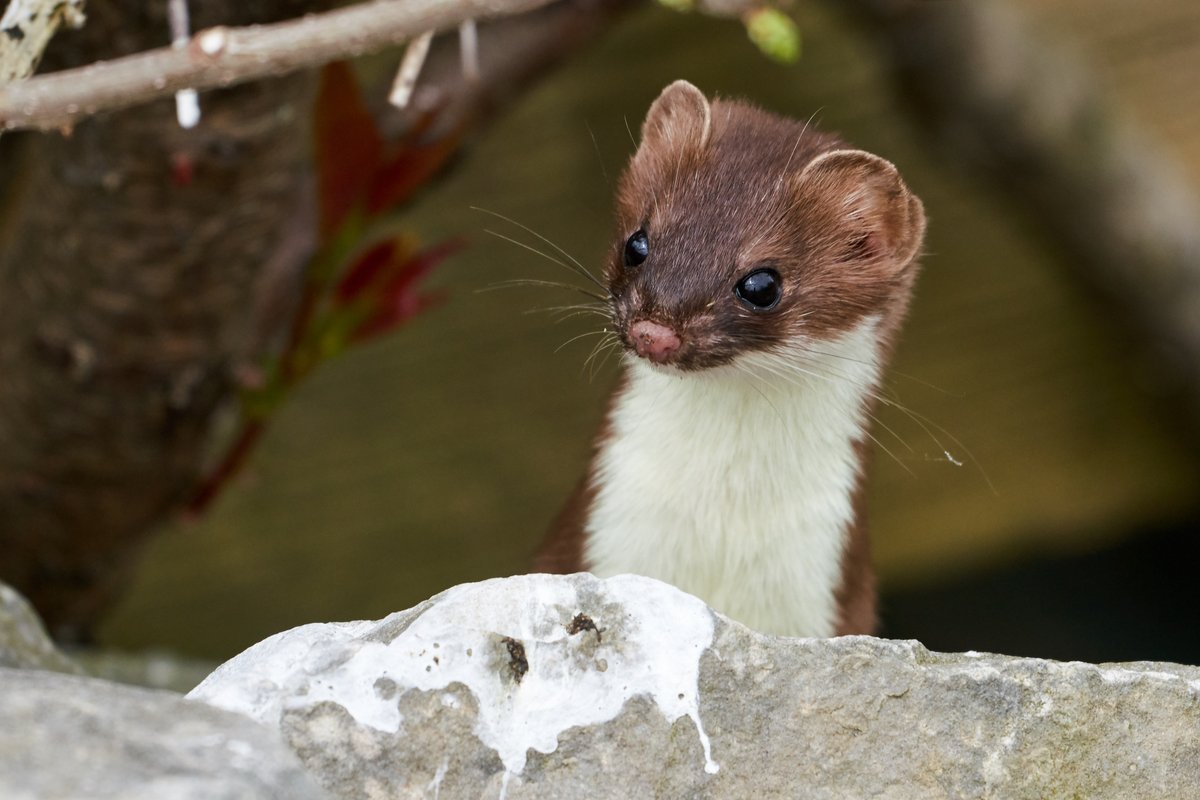 Weasel Family Members Nyt