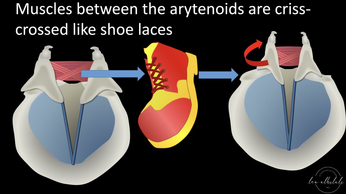 1/Do questions about laryngeal anatomy leave you speechless? Is the ...