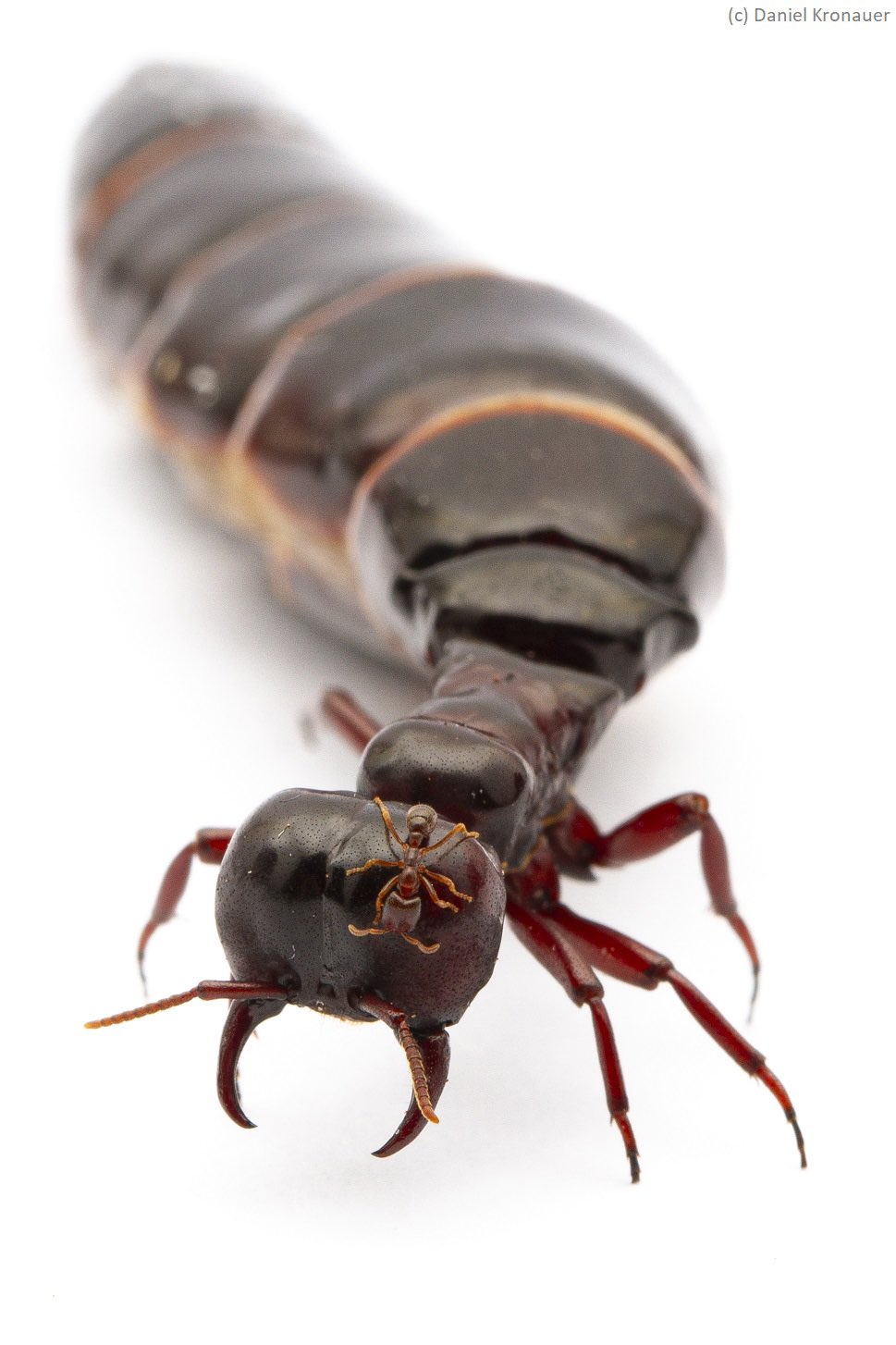 Queen Army Ant Army Ant Queen 3D Model $5 .blend .obj .dae .fbx