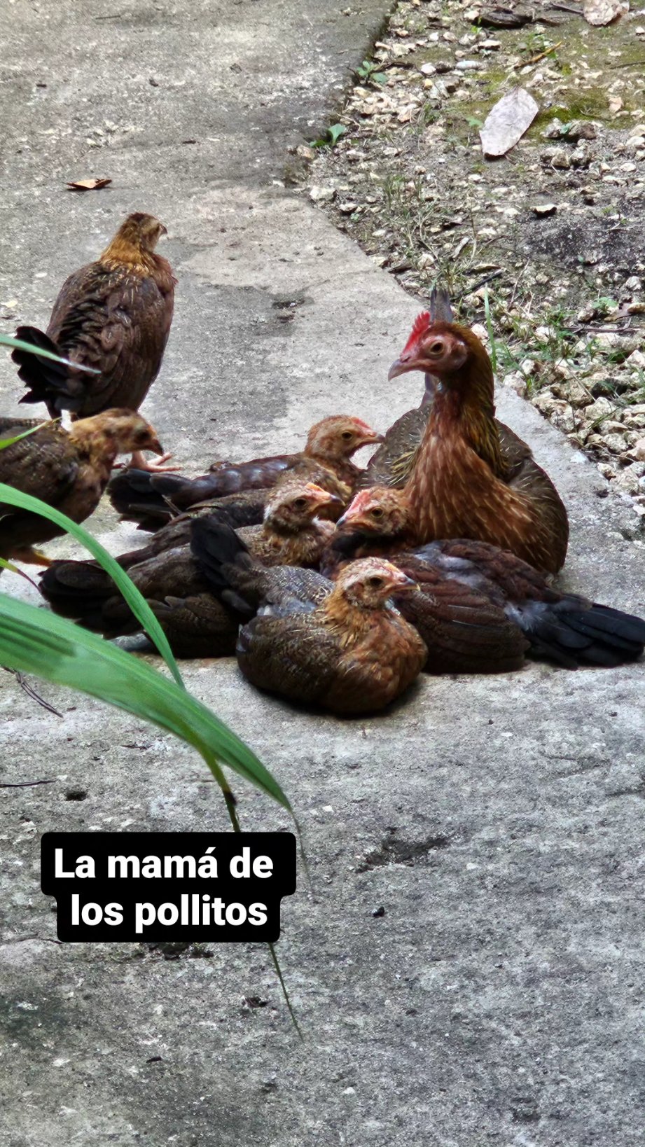 Memes De Tiranos Trinos Y Memes Que Movieron Las Redes En 2023