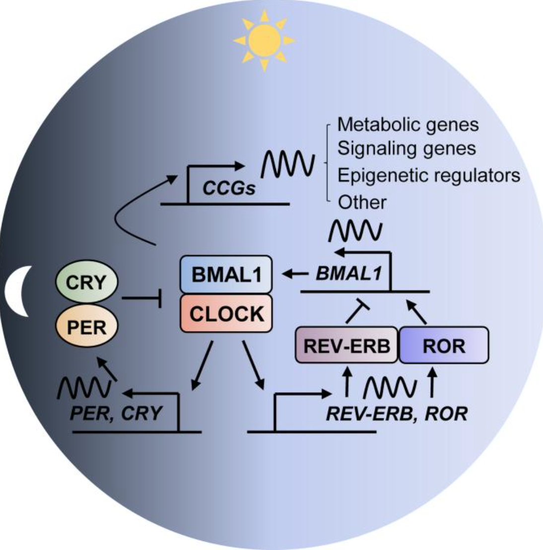Today's fun factoid about cancer: metastatic tumors harbor genomic ...