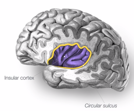 Why is the insula the most interesting region in the brain? Here are 6 ...