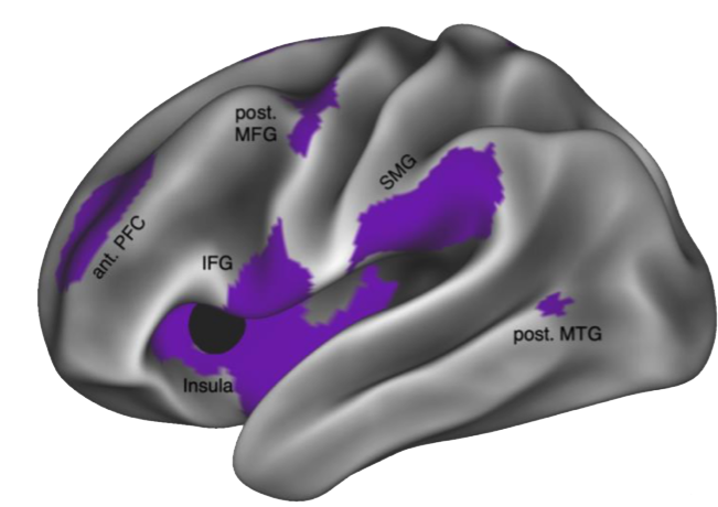 Why is the insula the most interesting region in the brain? Here are 6 ...