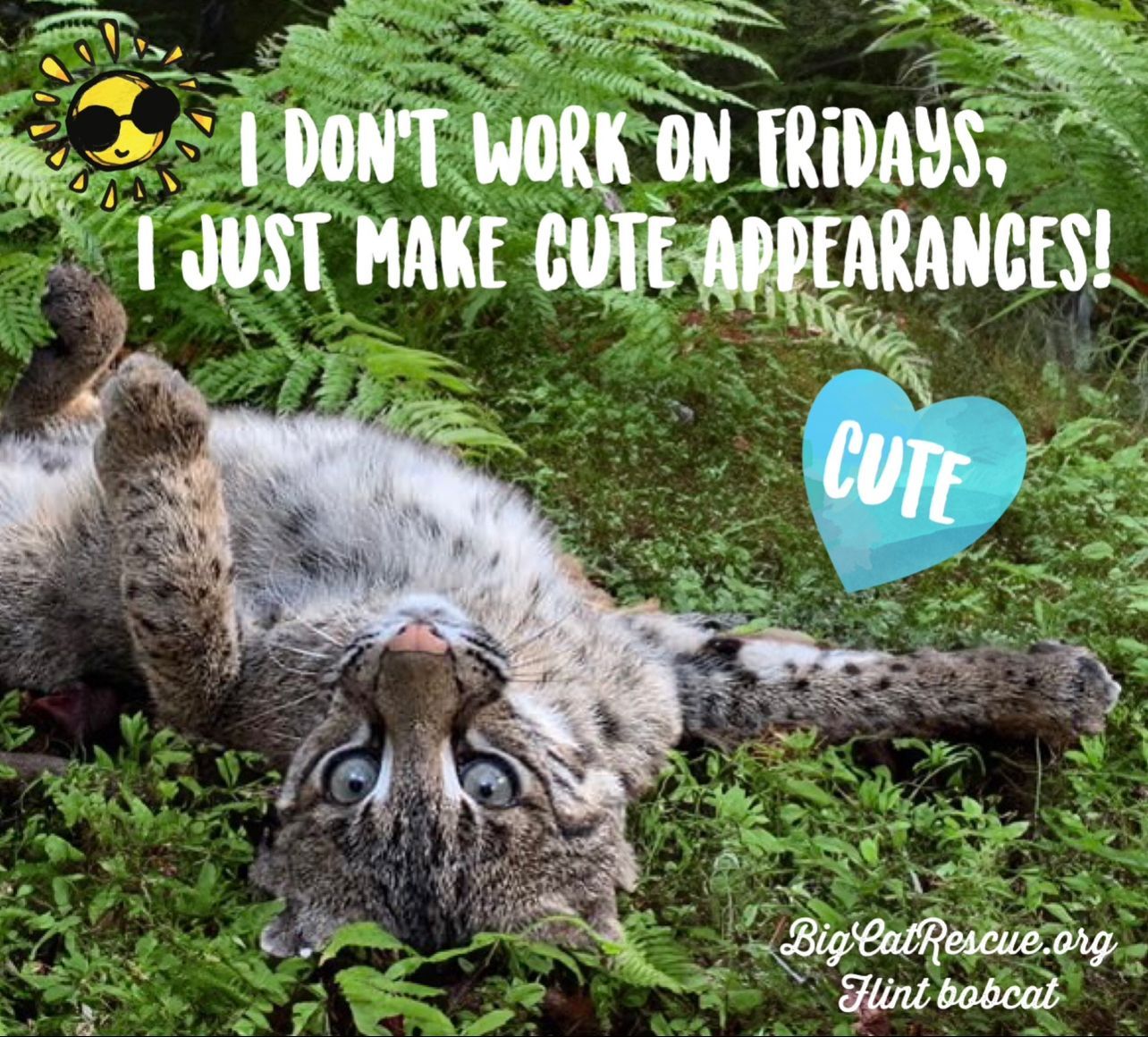 Happy Friday Cat Quotes 90+ Free Good Morning With Cat Images For Girl