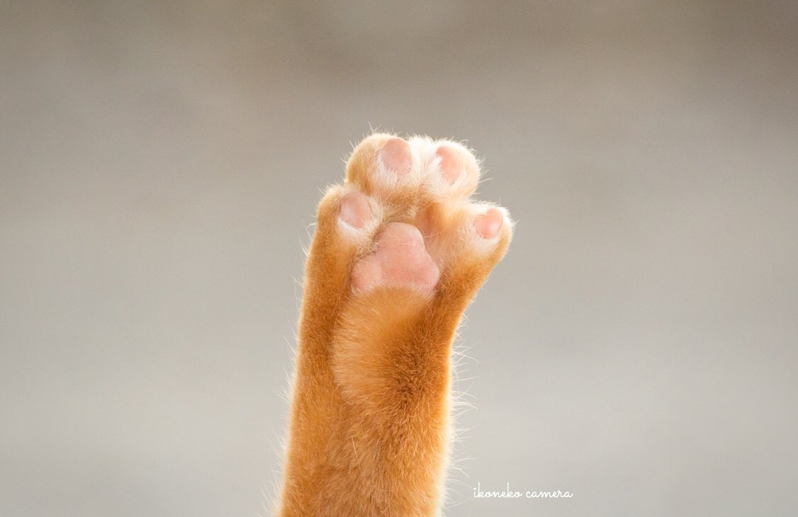 依音🌠(@ion1115) - Twilog (ツイログ)