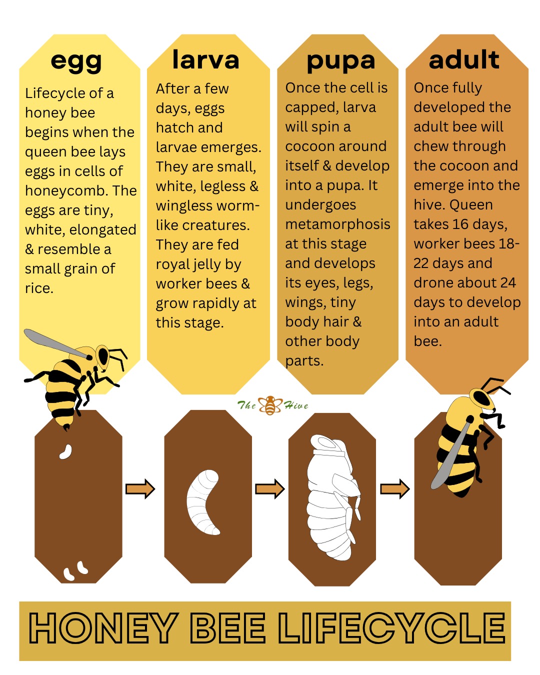 Queen Honey Bee Life Cycle Queen Bees Life Cycle And Royal Jelly SA