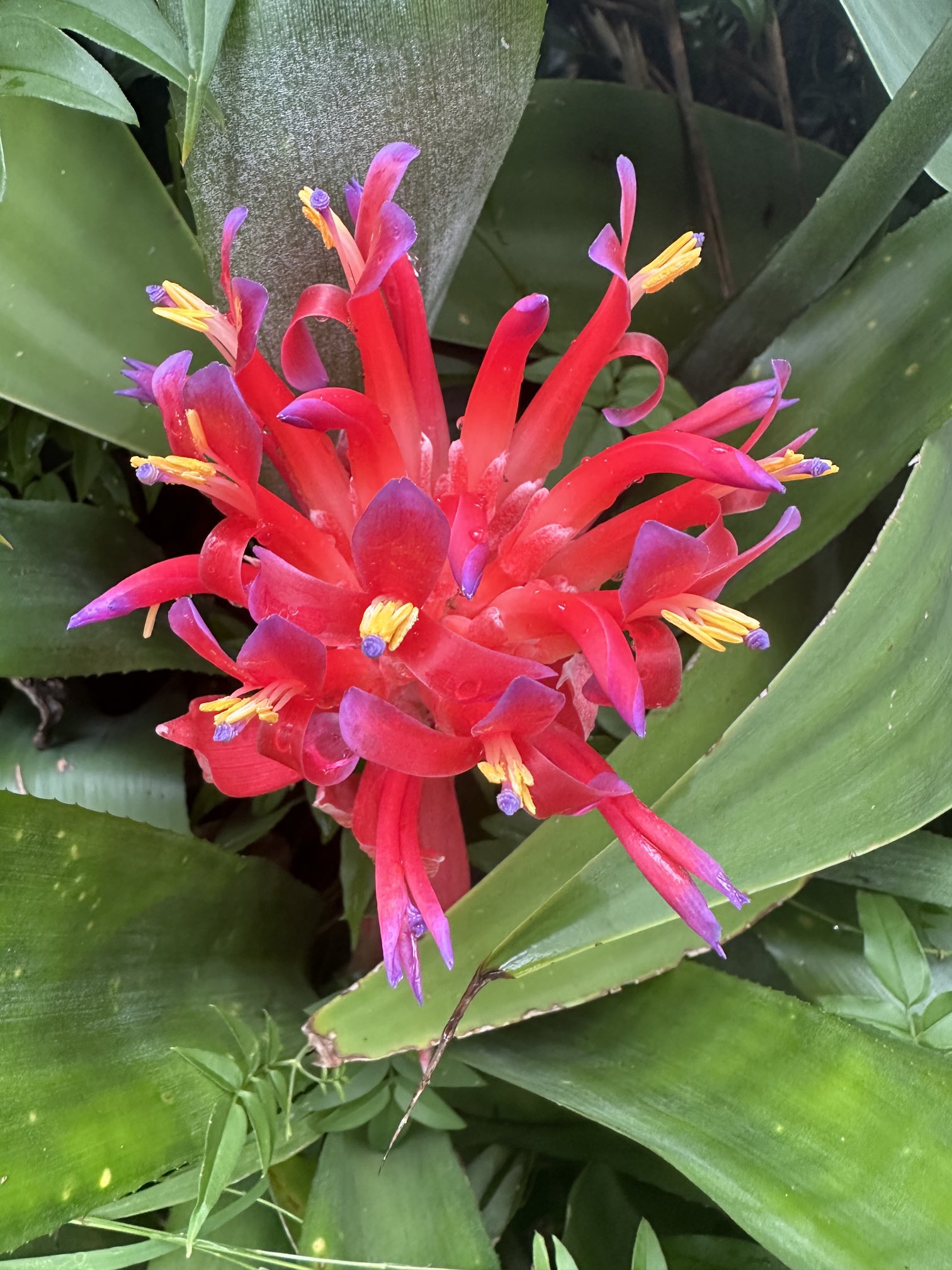 Prehistoric Flowers Names The Plants That Ruled When Dinosaurs Did