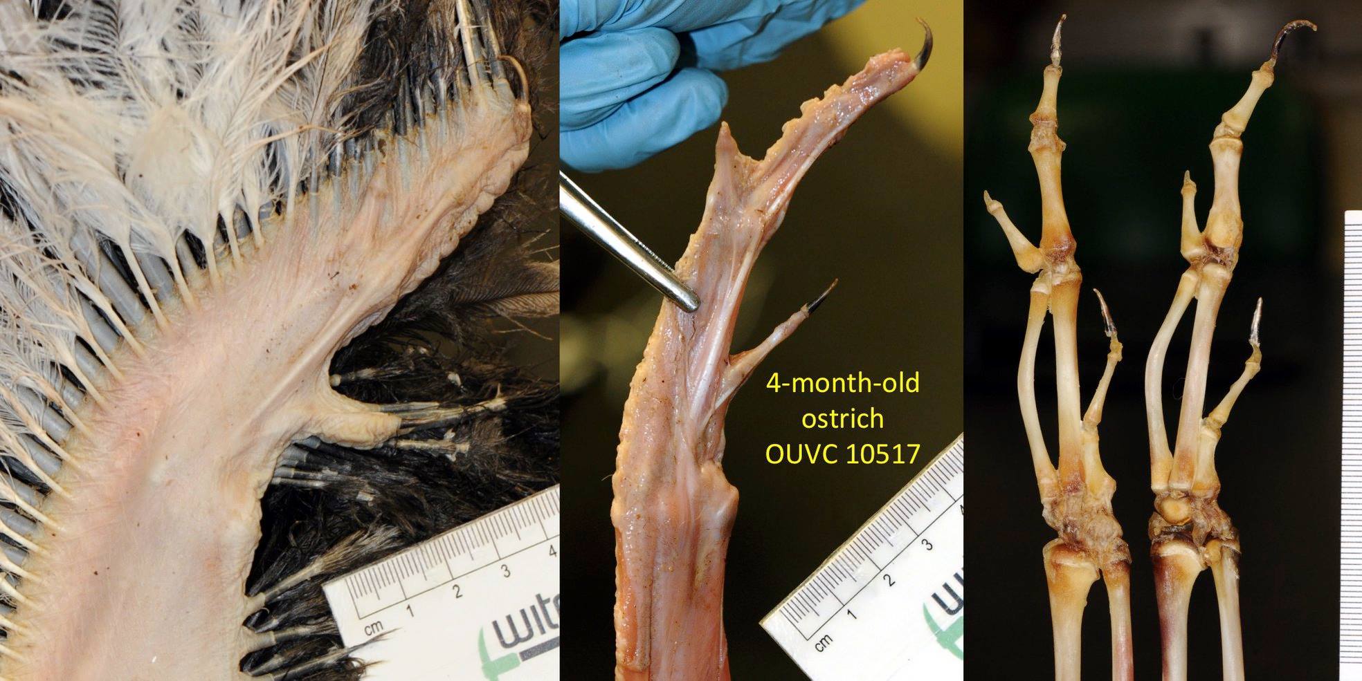 Ostrich Claws Close Up Photo Of Ostrich Legs With Sharp Claws Standing