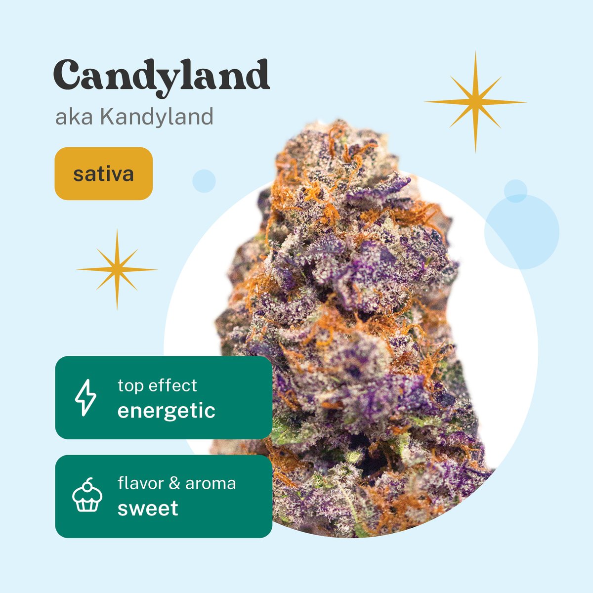 Candyland Strain Candyland | Marijuana Strain Reviews | AllBud